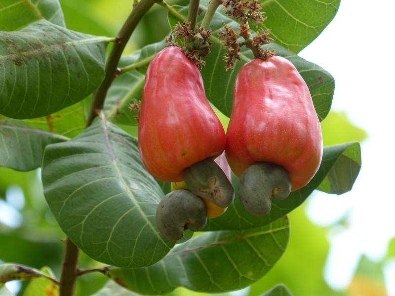 ANACARDE : PLUS DE 55.000 TONNES EXPORTÉES POUR UNE VALEUR DE PLUS DE ...