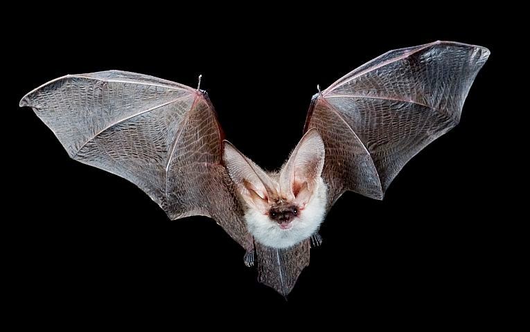 Découvrez l'extinction définitif de ces 31 espèces en 2020 ⋆ Actuvision