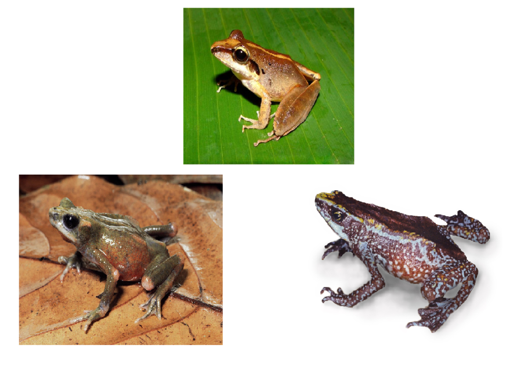 Découvrez l'extinction définitif de ces 31 espèces en 2020 ⋆ Actuvision